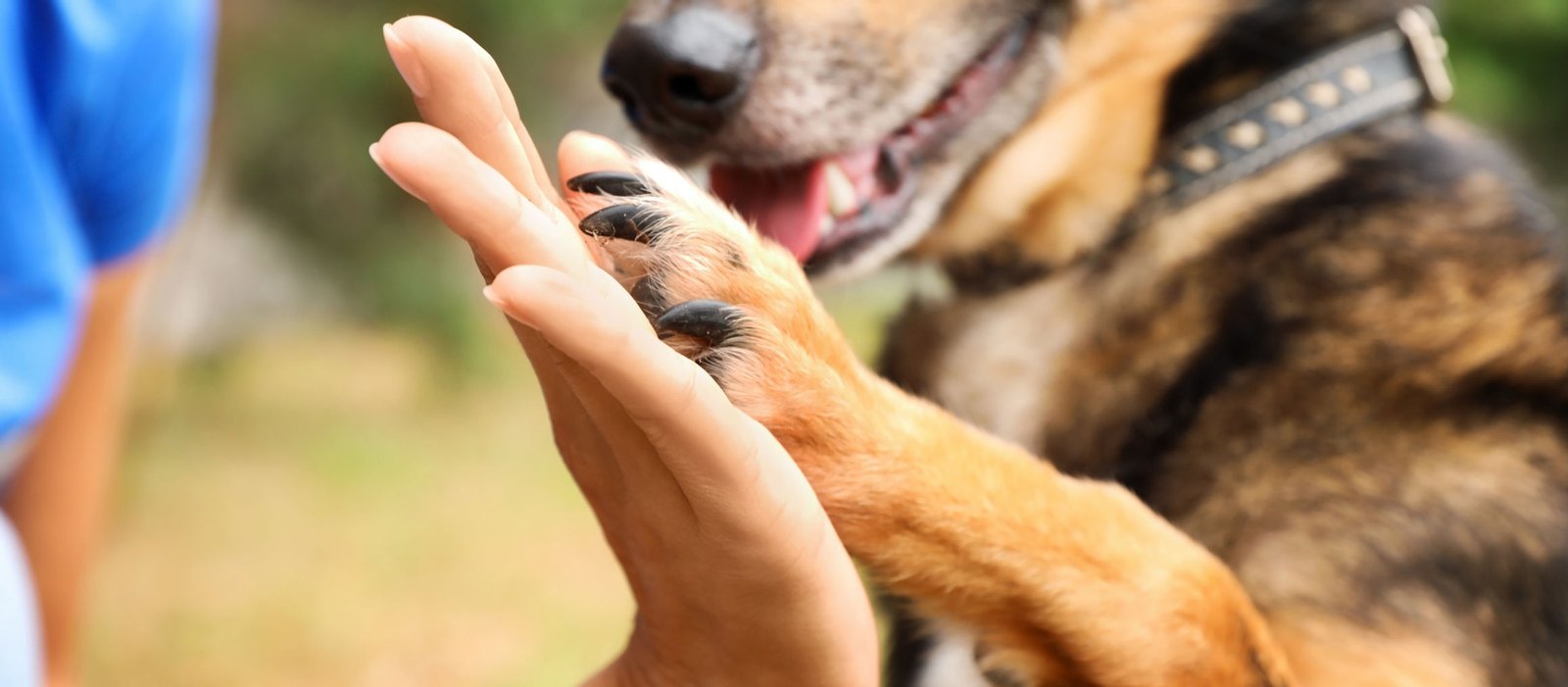 Human and Dog Communication - DARAGAN'S DOG CARE